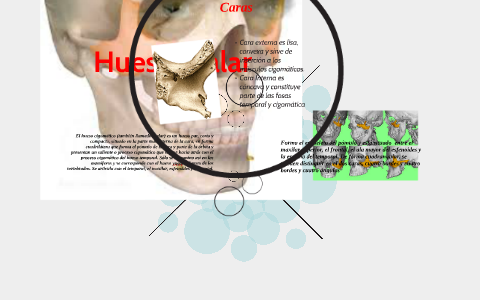 Hueso cigomático by Vanessa Peña on Prezi