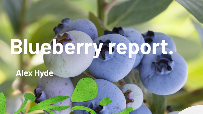 Blueberry report by Alex Hyde on Prezi