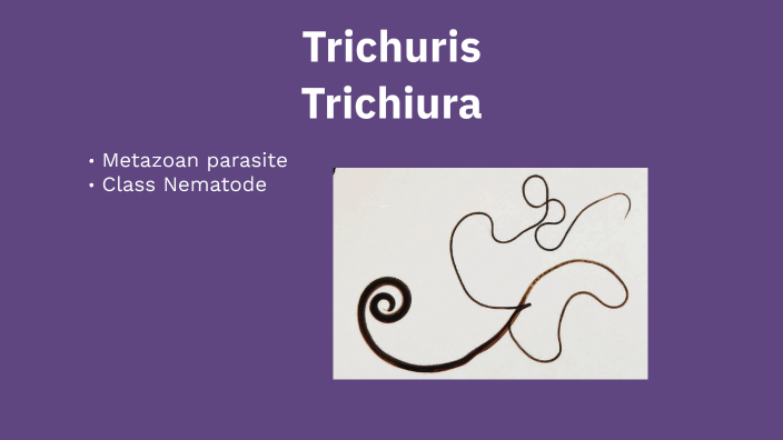 Trichuris trichiura by Nabil Loddin on Prezi