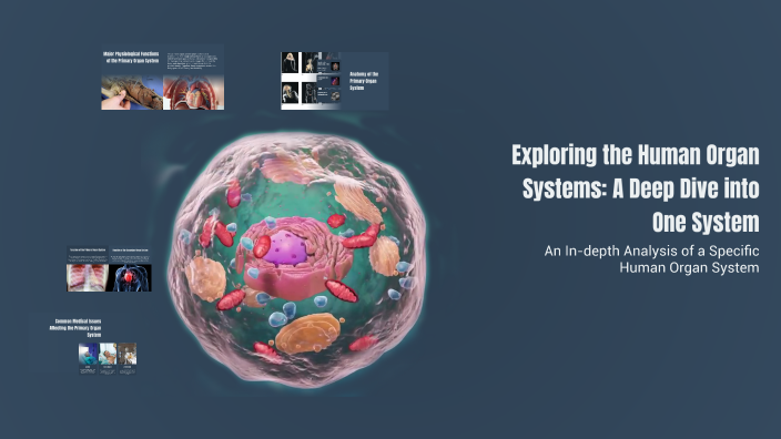 Exploring the Human Organ Systems: A Deep Dive into One System by ...