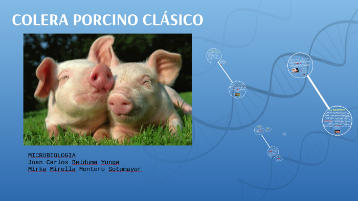 COLERA PORCINO CLÁSICO by juan belduma on Prezi