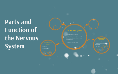 The Nervous System by Andrea Bayas on Prezi