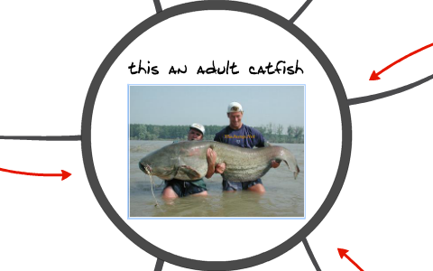 This is a life cycle about Catfish by marieli perez on Prezi