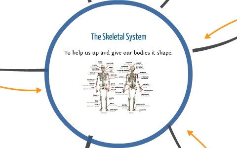 the skeletal system by Hayley Techlin on Prezi
