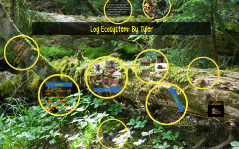 Log Ecosystem: By Tyler by green cabbages and tasty grass on Prezi