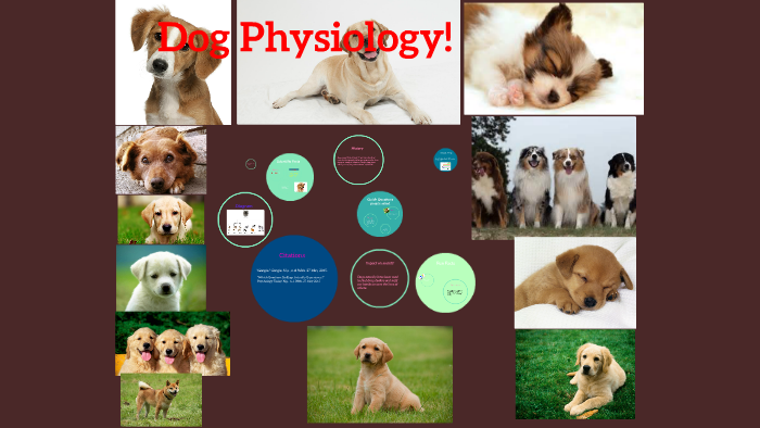 Dog Physiology! by Crashawn White on Prezi