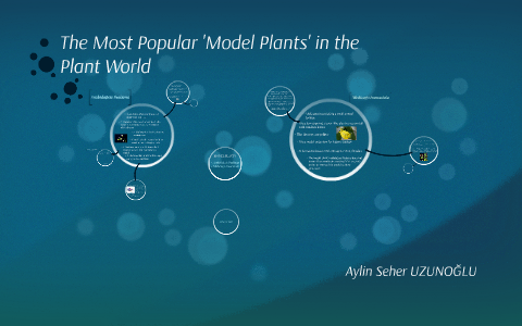The Most Popular 'Model Plants' in the Plant World by Aylin Uzunoğlu on ...