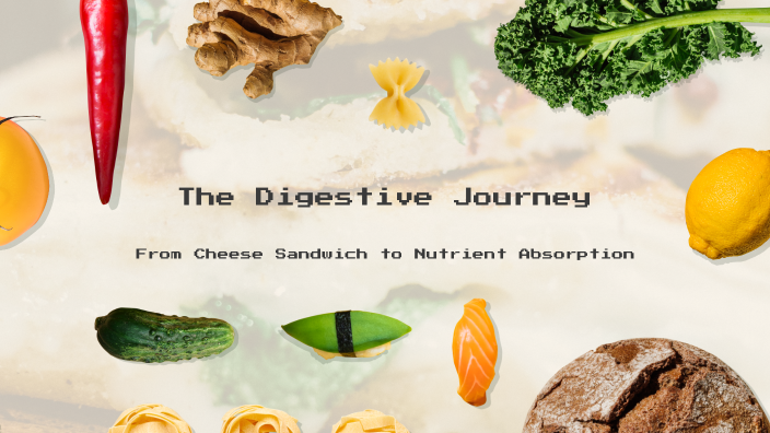 Cheese Sandwich Digestion by Cyd St John Gray on Prezi