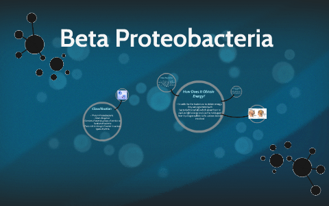 Beta Proteobacteria by on Prezi