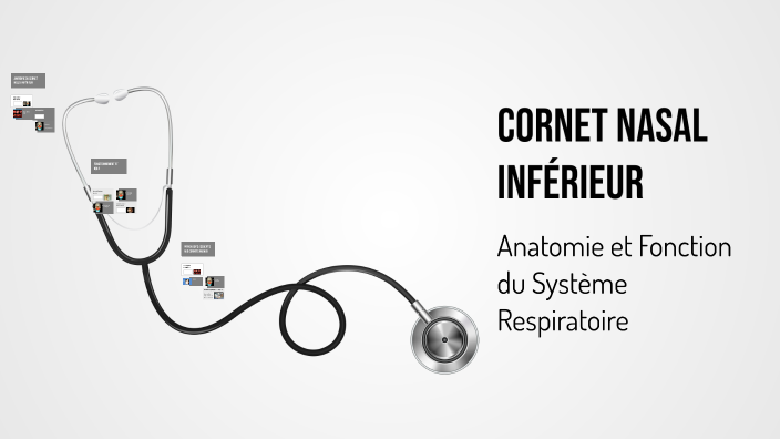 Cornet Nasal Inférieur by douae ayyati on Prezi
