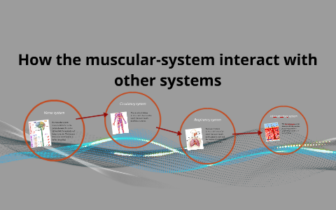 How the muscular-system interact with other systems by Sania abidi on Prezi