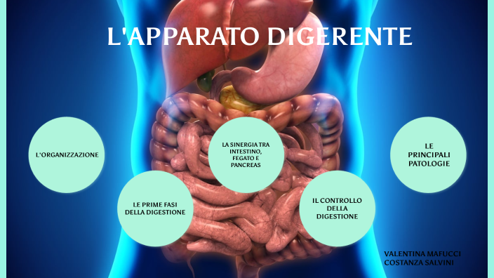 apparato digerente by costanza salvini on Prezi
