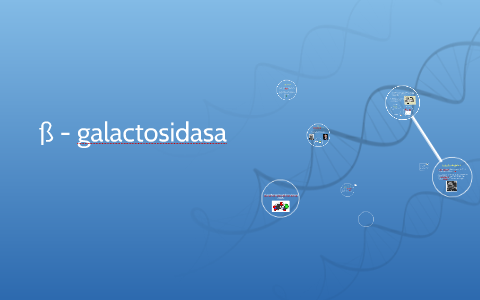 B-galactosidasa by Sofia Lorda on Prezi