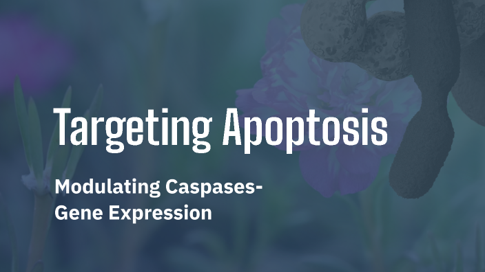 Targeting Apoptosis in Colon Cancer by Aiten Raafat on Prezi