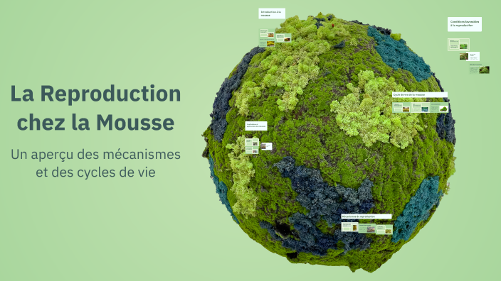 La Reproduction chez la Mousse by zaid mennoune on Prezi