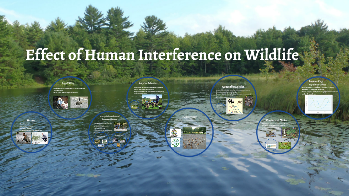 Effect of Human Interference of Wildlife by Simran Malik on Prezi