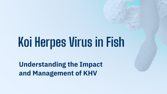 Koi Herpes Virus in Fish by Sdss Sdsd on Prezi
