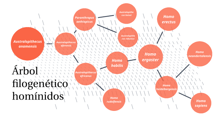árbol filogenético homínidos by Sara López on Prezi