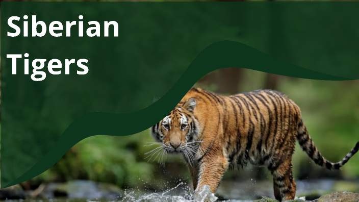 siberian tigers by kayla Mertens on Prezi