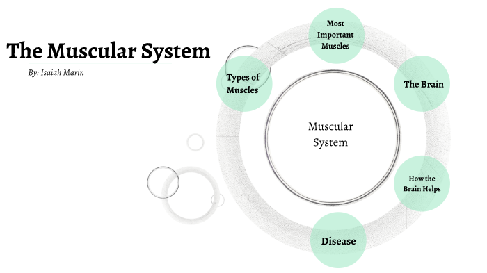 The Muscular System by Isaiah Marin on Prezi