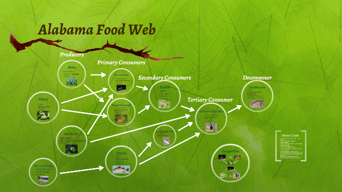 Alabama Food Web by Hannah Hicks on Prezi
