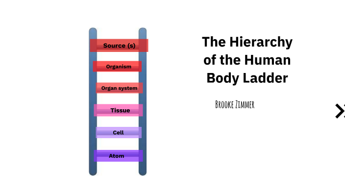 The Hierarchy Of The Human Body Ladder By Brooke Zimmer On Prezi
