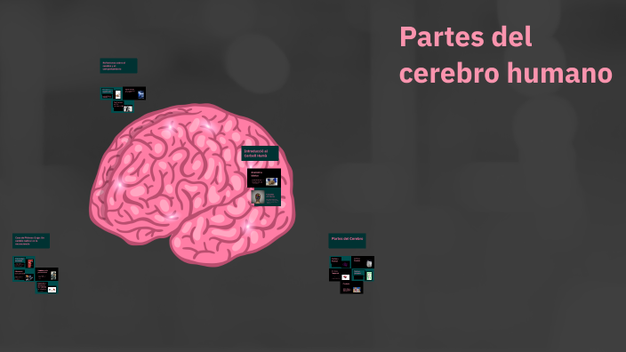 Partes del cerebro humano by Emma Forner Muñoz on Prezi