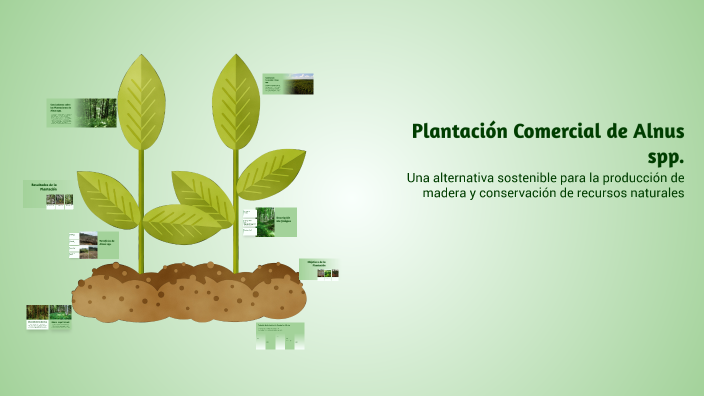 Plantación Comercial de Alnus spp. by EMI-S-P on Prezi