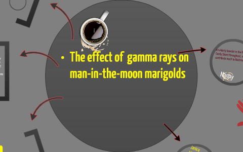 The effect of gamma rays on man-in-the-moon marigolds by Roger Zhao on ...