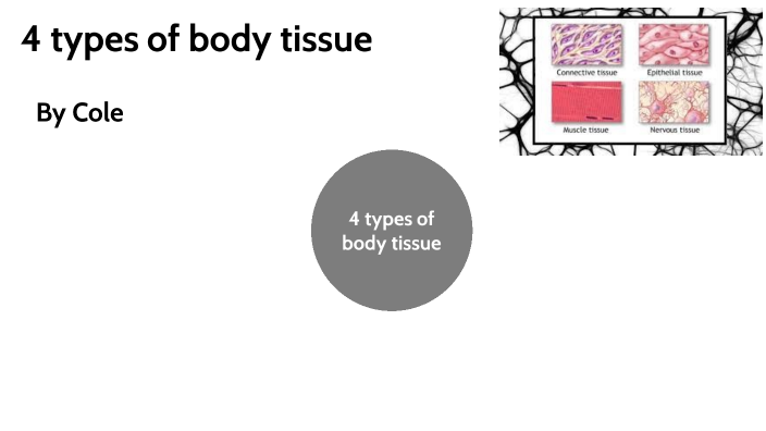 4 types of body tissue by Henry Gardner on Prezi