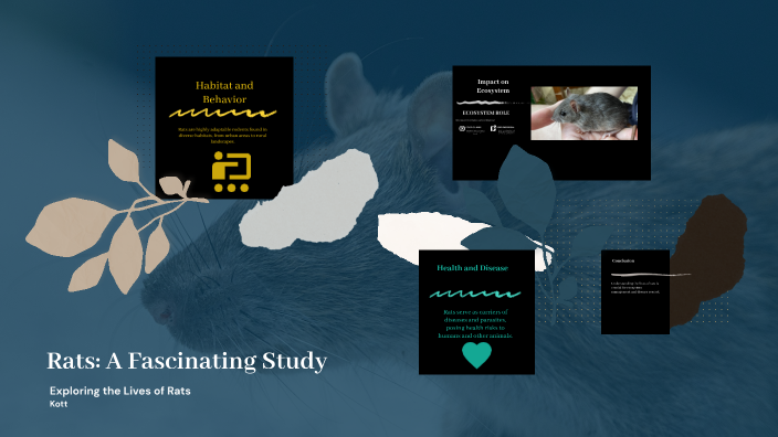 Rats: Nature's Survivors by Kryštof Kott on Prezi