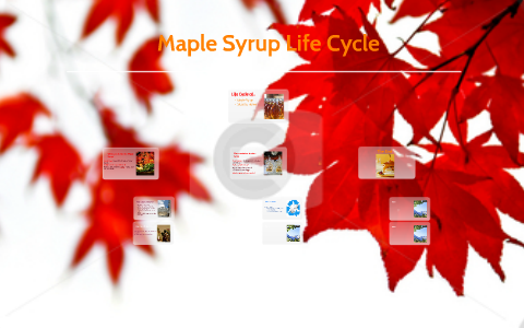 Maple Syrup Life Cycle by on Prezi