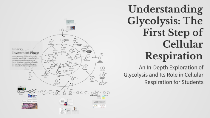 Understanding Glycolysis: The First Step of Cellular Respiration by ...