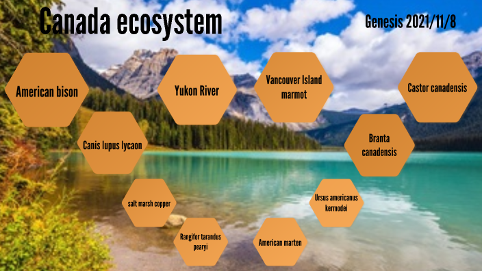 Canada ecosystem by 宋 Genesis on Prezi