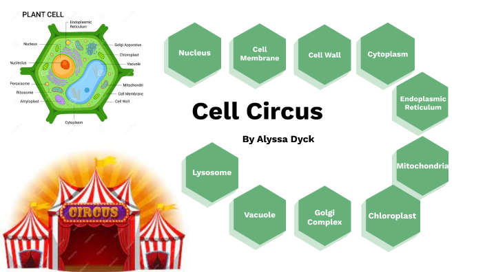 Cell circus by Alyssa Dyck on Prezi