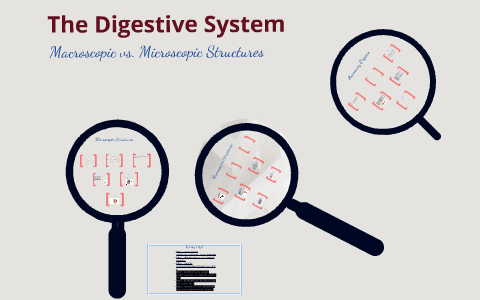 The Digestive System: Macroscopic vs. Microscopic Structures by Alexa ...