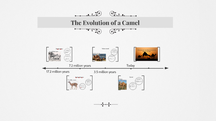 The Evolution of a Camel by serena munoz on Prezi