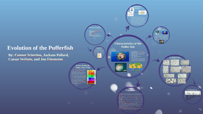The Evolution of the Pufferfish by Connor Sciortino on Prezi