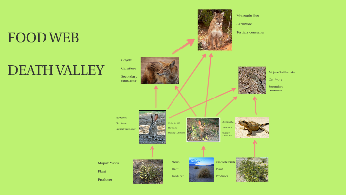 Food Web Death Valley by kolin keith on Prezi