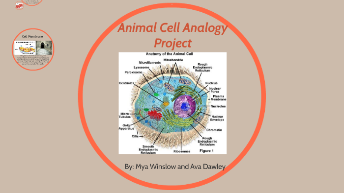 Animal Cell Analogy Presentation Project by Mya Winslow on Prezi