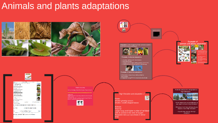 Animals and plants adaptations - 4th grade by Laleh Ghotbi on Prezi