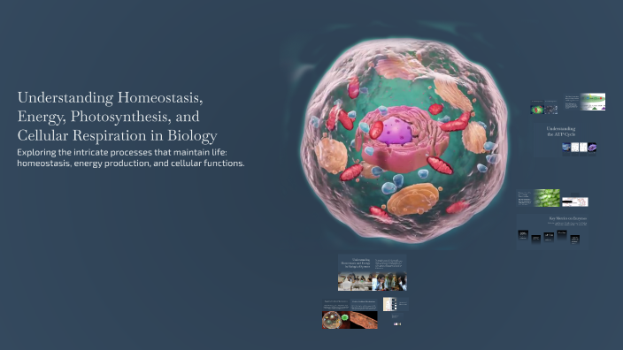 Understanding Homeostasis, Energy, Photosynthesis, and Cellular ...