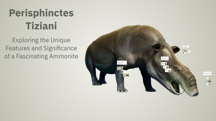 Perisphinctes Tiziani by Karen Kehl on Prezi