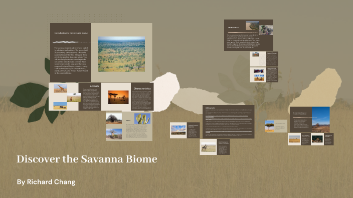 Savanna Biome Project (Geography) by Richard Chang on Prezi