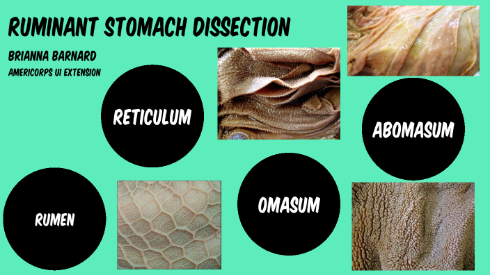 Ruminant Dissection by Brianna Barnard on Prezi