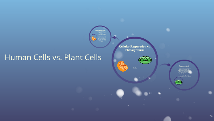 Human cell vs. Plant cell by Megan Hamlin on Prezi