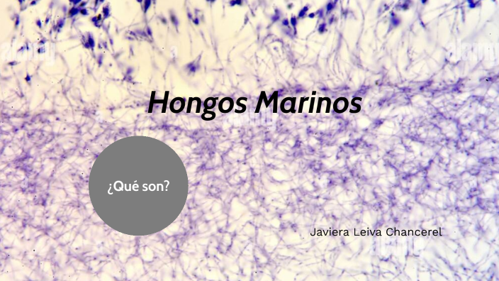 Hongos Marinos by Javiera on Prezi