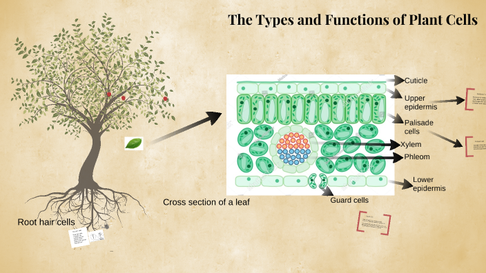 The Types and Functions of Plant Cells by Teacher Najhan on Prezi