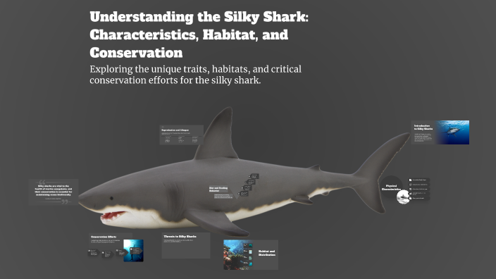 Understanding the Silky Shark: Characteristics, Habitat, and ...