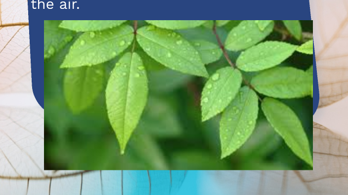 Parts Of A Plant And Their Function By Jessy Aguilar Parts Of A Plant And Their Function By Jessy Aguilar
